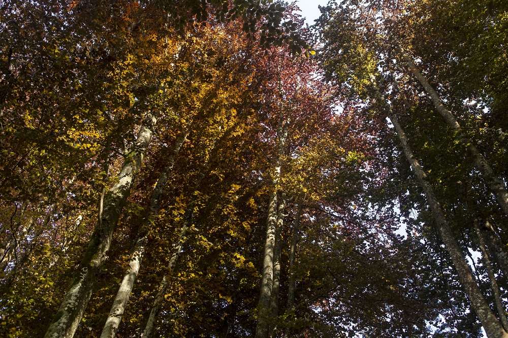 Faia-de-folhas-vermelhas - Câmara Municipal de Santa Maria da Feira